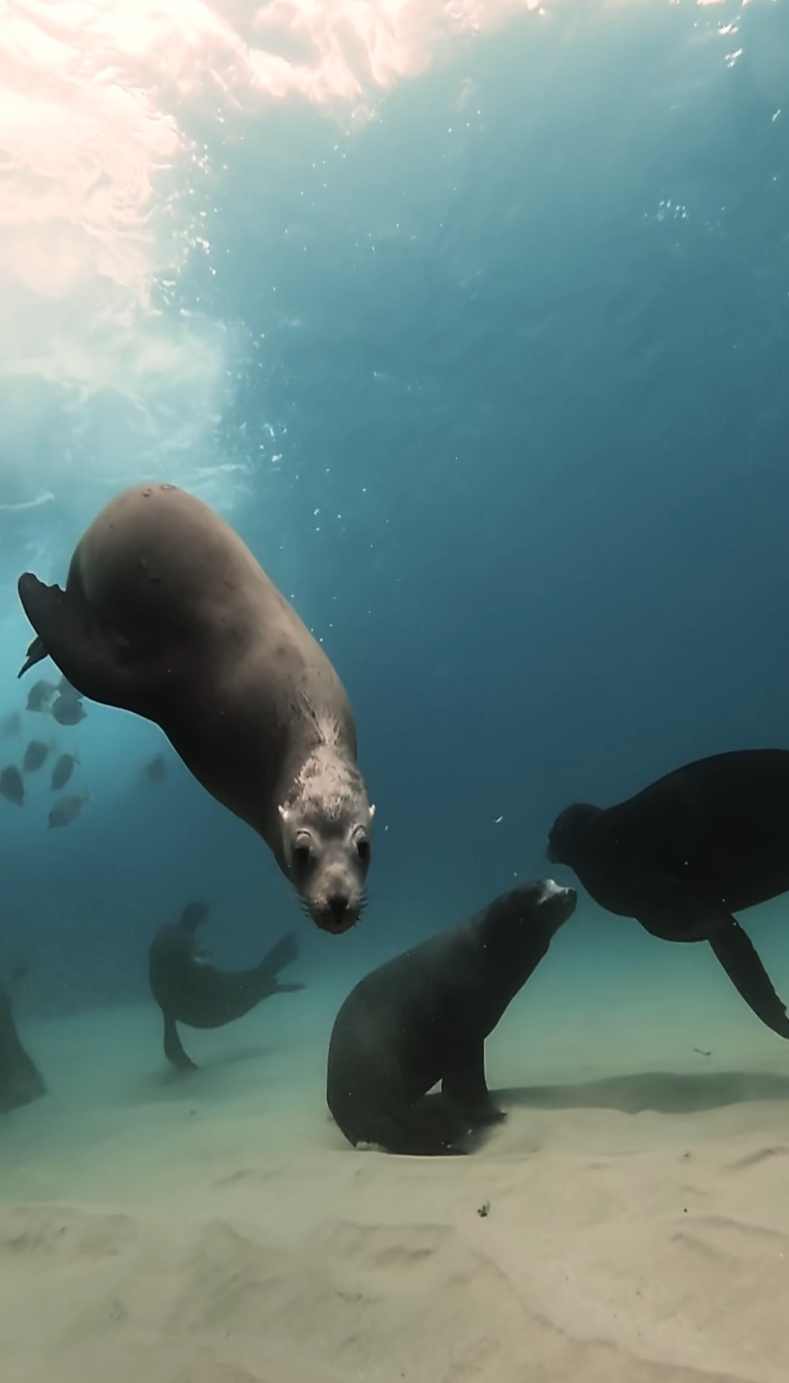 Sea lion diving in Cabo - Cabo Excursions